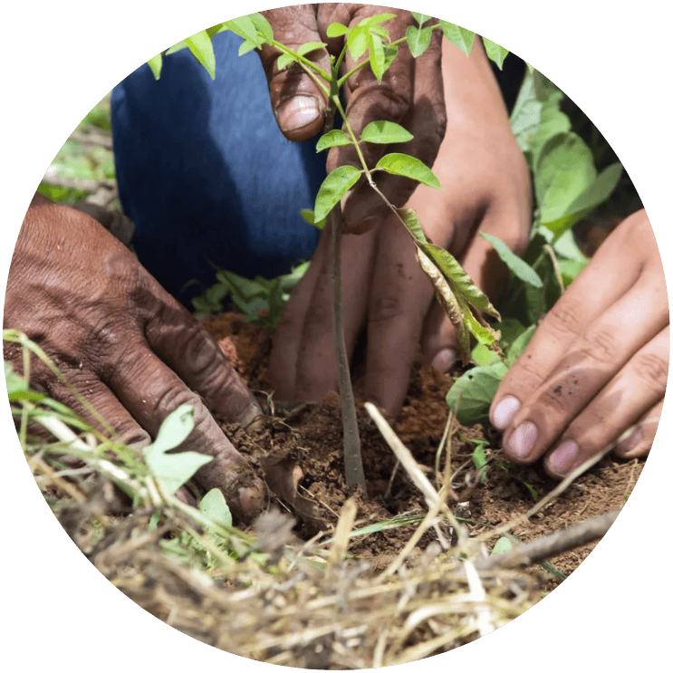 Rainforest Alliance • Global Returns Project